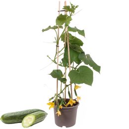 PICK-&-JOY&reg; PICK-&-JOY Snack-Gurke mit Fr&uuml;chten 14 cm Topf