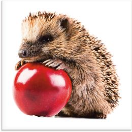 Glasbild Artland, B:50cm H:50cm, wei&szlig;, K&uuml;che, Bilder, "Gl&uuml;cklicher Igel", in verschiedenen Gr&ouml;&szlig;en