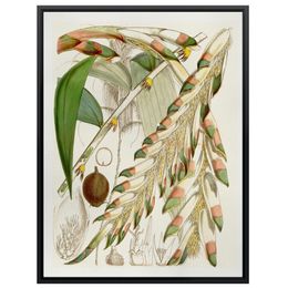 Bilderwelten Leinwandbild Vintage Illustration Tropische Bl&uuml;ten III