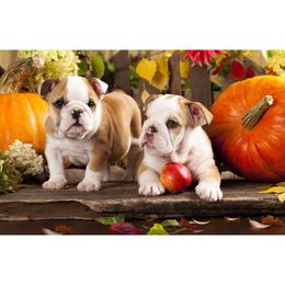 papermoon Fototapete &raquo;BULLDOG-TIERE HUND BULLDOGE HUNDE WANDDEKO WANDBILD XXL&laquo; bunt Vlies B/L: 5m x 2,8m, Bahnen: 10 Stk.