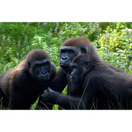 papermoon Fototapete &raquo;Gorilla-Treffen&laquo; bunt Vlies B/L: 5m x 2,8m, Rollen: 1