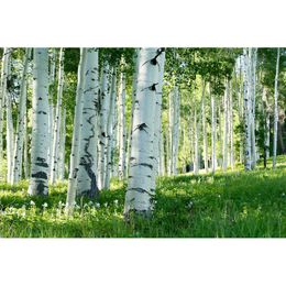 papermoon Fototapete &raquo;Birkenwald&laquo; bunt Vlies B/L: 3m x 2,23m, Bahnen: 6 Stk.