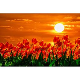 papermoon Fototapete &raquo;Rote Tulpen&laquo; bunt Vlies B/L: 3m x 2,23m, Bahnen: 6 Stk.