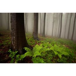 papermoon Fototapete &raquo;Mystischer Wald&laquo; bunt Vlies B/L: 3,5m x 2,6m, Bahnen: 7 Stk.