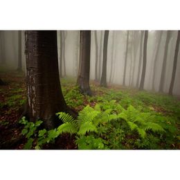 papermoon Fototapete &raquo;Mystischer Wald&laquo; bunt Vlies B/L: 3m x 2,23m, Bahnen: 6 Stk.