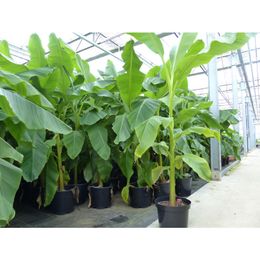 2 St&uuml;ck Bananenstaude Banane Musa Basjoo 170 cm winterhart Staude japanische Faserbanane