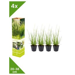 GARDENZO 4er-Set: Lampenputzergrases | Gr.: onesize