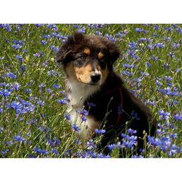 papermoon Fototapete &raquo;H&uuml;tehund Welpe Australian Sheppard in Blumenwiese&laquo; bunt Vlies B/L: 4,5m x 2,8m, Bahnen: 9 Stk.