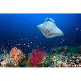 papermoon Fototapete &raquo;Photo-Art BARATHIEU GABRIEL, OCEAN MANTA RAY AUF DEM RIFF&laquo; bunt Vlies B/L: 2m x 1,49m, Bahnen: 4 Stk.