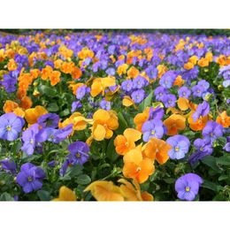 papermoon Fototapete &raquo;Farbenfrohe Blumen&laquo; bunt Vlies B/L: 3m x 2,23m, Bahnen: 6 Stk.