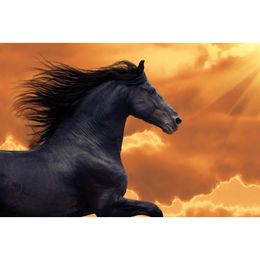 papermoon Fototapete &raquo;FRISIAN PFERD-RUNNING GALOPP TIER PORTRAIT TIER HENGST&laquo; bunt Vlies B/L: 1,5m x 1,11m, Bahnen: 7 Stk.