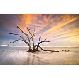 papermoon Fototapete &raquo;Torheit Strand toter Baum&laquo; bunt Vlies B/L: 3m x 2,2m, Rollen: 1