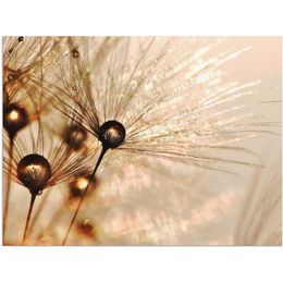 Artland Wandbild &raquo;Pusteblume Goldener Tropfen&laquo; Blumen 1 Stk. tlg. als Alubild, Leinwandbild, Poster in verschied. Gr&ouml;&szlig;en gold B/H/T: 40cm x 30cm, Alu-Dibond-