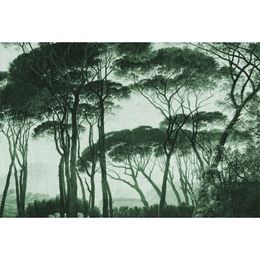 ARCHITECTS PAPER Fototapete &raquo;Atelier 47 Treetops 2&laquo; Wald glatt Vlies, Wand, Schr&auml;ge, Decke gr&uuml;n Vlies B/L: 4m x 2,7m