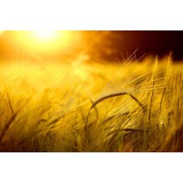 papermoon Fototapete &raquo;Goldener Schein&laquo; bunt Vlies B/L: 3m x 2,23m, Bahnen: 6 Stk.
