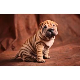 papermoon Fototapete &raquo;BULLDOG-TIERE HUND BULLDOGE HUNDE BLUMEN NATUR WANDDEKO&laquo; bunt Vlies B/L: 2,5m x 1,86m, Bahnen: 5 Stk.