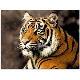 Artland Glasbild &raquo;Tiger_sepia&laquo; Wildtiere 1 Stk. tlg. in verschiedenen Gr&ouml;&szlig;en beige B/H/T: 80cm x 60cm, Glasbild Wildtiere, 1 Stk.