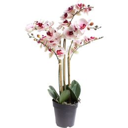 Kunstorchidee &raquo;Orchidee Bora&laquo; beige Kunststoff &Oslash;/H: 50cm x 60cm, 1 Stk.
