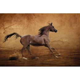 papermoon Fototapete &raquo;PFERD-RUNNING ARABER IM ARENA GALOPP TIER MAUER SAND&laquo; bunt Vlies B/L: 2,5m x 1,86m, Bahnen: 5 Stk.