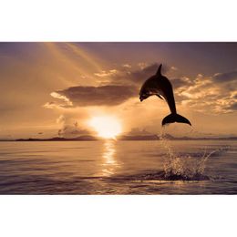 papermoon Fototapete &raquo;Springender Delphin&laquo; bunt Vlies B/L: 3m x 2,23m, Bahnen: 6 Stk.