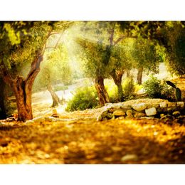 papermoon Fototapete &raquo;Olive Trees&laquo; glatt bunt Vlies B/L: 4m x 2,6m, Bahnen: 8 Stk.