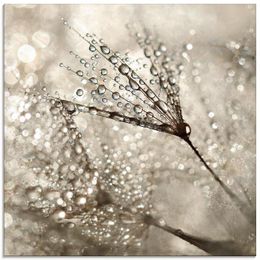 Artland Glasbild &raquo;Pusteblume Tautropfen I&laquo; Blumen 1 Stk. tlg. in verschiedenen Gr&ouml;&szlig;en beige B/H/T: 30cm x 30cm, Glasbild Blumen quadratisch, 1 Stk.