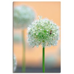 Artland Leinwandbild &raquo;Gro&szlig;er Allium in Pastell&laquo; Blumen 1 Stk. tlg. auf Holzrahmen gespannt beige Leinwand B/H/T: 60cm x 90cm, Leinwandbild Blumen Hochformat, 