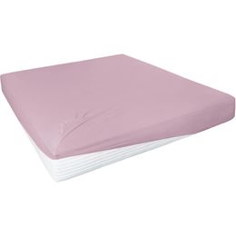 Primera Spannbettlaken &raquo;Elasthan-Feinjersey&laquo; PREMIUM, aus 95% gek&auml;mmter Baumwolle und 5% Elasthan, bis 28 cm H&ouml;he lila Jersey-Elasthan, Obermaterial: 95% 