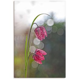 Artland Leinwandbild &raquo;Schachbrettblume&laquo; Blumenbilder 1 Stk. tlg. auf Holzrahmen gespannt beige Leinwand B/H/T: 40cm x 60cm, Leinwandbild Blumenbilder 