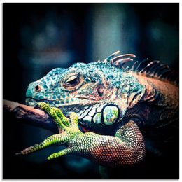 Artland Glasbild &raquo;Leguan&laquo; Reptilien 1 Stk. tlg. in verschiedenen Gr&ouml;&szlig;en blau B/H/T: 30cm x 30cm, Glasbild Reptilien quadratisch, 1 Stk.