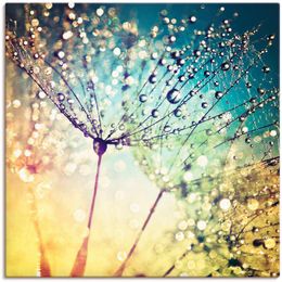 Artland Wandbild &raquo;Pusteblume Zaubertropfen&laquo; Blumen 1 Stk. tlg. als Alubild, Leinwandbild, Poster in verschied. Gr&ouml;&szlig;en bunt B/H/T: 50cm x 50cm, Leinwandbild 