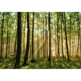 papermoon Fototapete &raquo;Forest&laquo; glatt bunt Vlies B/L: 4m x 2,6m, Bahnen: 8 Stk.