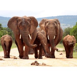 papermoon Fototapete &raquo;African Elephant Herd&laquo; glatt bunt Vlies B/L: 2,5m x 1,86m, Bahnen: 5 Stk.