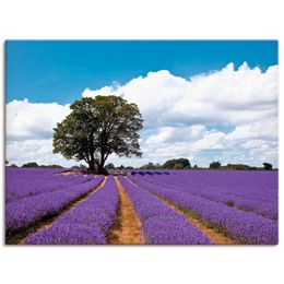 Artland Leinwandbild &raquo;Sch&ouml;nes Lavendelfeld im Sommer&laquo; Felder 1 Stk. tlg. auf Holzrahmen gespannt lila B/H/T: 80cm x 60cm, Leinwandbild Felder Querformat, 1 