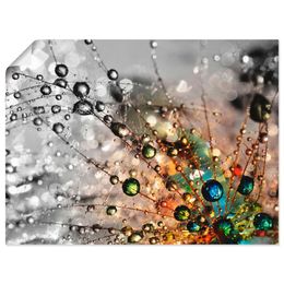 Artland Wandbild &raquo;Farbenfrohe Natur&laquo; Blumen 1 Stk. tlg. als Alubild, Leinwandbild, Poster in verschied. Gr&ouml;&szlig;en bunt B/H/T: 80cm x 60cm, Poster Blumen 