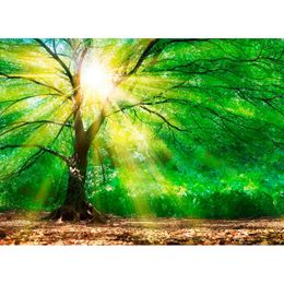 Livingwalls living walls Fototapete &raquo;Wald im Licht Vlies&laquo; glatt Vlies, Wand, Schr&auml;ge bunt Vlies B/L: 3,55m x 2,55m