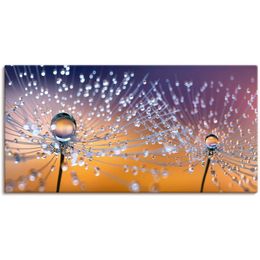 Artland Leinwandbild &raquo;Pusteblumen Tautropfen&laquo; Blumenbilder 1 Stk. tlg. auf Holzrahmen gespannt orange B/H/T: 60cm x 30cm, Leinwandbild Blumenbilder Querformat