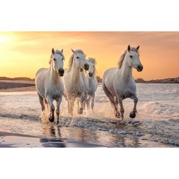 papermoon Fototapete &raquo;PFERDE-CAMARGUE GALLOP STRAND MEER TIERE K&Uuml;STE PROVENCE&laquo; bunt Vlies B/L: 5m x 2,8m, Bahnen: 10 Stk.