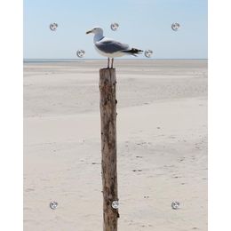 queence Garderobenpaneel &raquo;Wandgarderobe mit Motiv Foto einer M&ouml;we am Meer inkl. Edelstahlhaken&laquo; 1 Stk. tlg. HD Premium Druck auf Acrylglas Acrylglas, 