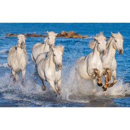 papermoon Fototapete &raquo;PFERDE-CAMARGUE GALLOP STRAND MEER TIERE K&Uuml;STE PROVENCE&laquo; bunt Vlies B/L: 4,5m x 2,8m, Bahnen: 9 Stk.