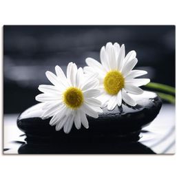 Artland Leinwandbild &raquo;Zwei Gerbera auf einem Zenstein&laquo; Blumen 1 Stk. tlg. auf Holzrahmen gespannt schwarz Leinwand B/H/T: 40cm x 30cm, Leinwandbild Blumen 