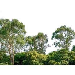 Livingwalls living walls Fototapete &raquo;Designwalls Treetop&laquo; glatt Vlies, Wand, Schr&auml;ge, Decke gr&uuml;n Vlies B/L: 3,5m x 2,55m