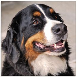 Artland Glasbild &raquo;Berner Sennenhund&laquo; Haustiere 1 Stk. tlg. in verschiedenen Gr&ouml;&szlig;en braun B/H/T: 30cm x 30cm, Glasbild Haustiere quadratisch, 1 Stk.