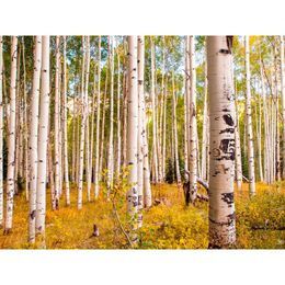 papermoon Fototapete &raquo;Birches in Colorado Rocky Mountains&laquo; glatt bunt Vlies B/L: 5m x 2,8m, Bahnen: 10 Stk.