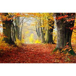 papermoon Fototapete &raquo;WALD-HERBST B&Auml;UME NATUR LANDSCHAFT BAUM ALLEE WANDBILD&laquo; bunt Vlies B/L: 5m x 2,8m, Bahnen: 10 Stk.