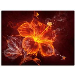 Artland Wandbild &raquo;Feuerblume&laquo; Blumen 1 Stk. tlg. als Leinwandbild, Poster in verschied. Gr&ouml;&szlig;en rot Leinwand B/H/T: 60cm x 45cm, Leinwandbild Blumen Querformat