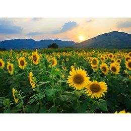 papermoon Fototapete &raquo;Sunflower Field&laquo; glatt bunt Vlies B/L: 5m x 2,8m, Bahnen: 10 Stk.
