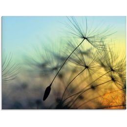 Artland Glasbild &raquo;Goldener Sonnenuntergang und Pusteblumen&laquo; Blumen 1 Stk. tlg. in verschiedenen Gr&ouml;&szlig;en gelb B/H/T: 60cm x 45cm, Glasbild Blumen, 1 Stk.