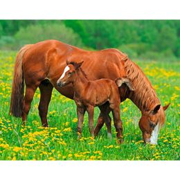 papermoon Fototapete &raquo;Horses&laquo; matt bunt Vlies B/L: 2,5m x 1,8m
