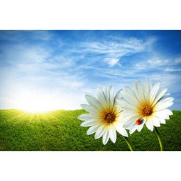 papermoon Fototapete &raquo;Spring Daisies&laquo; glatt bunt Vlies B/L: 5m x 2,8m, Bahnen: 10 Stk.